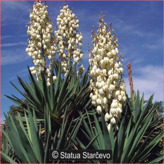 Yucca cactus P309