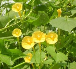 Ladolež (Ipomoea hederifolia var. lutea )