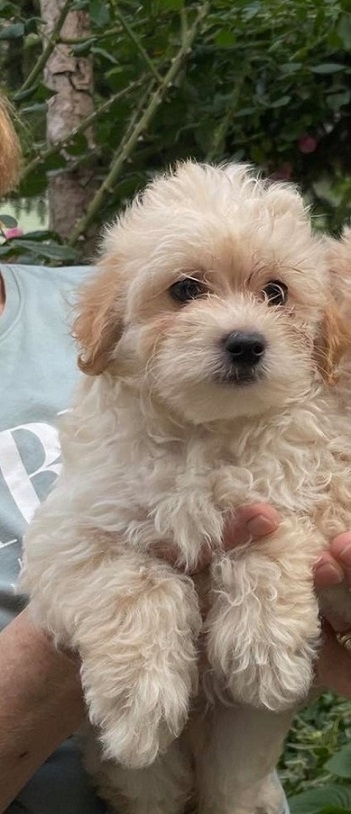 Malti poo