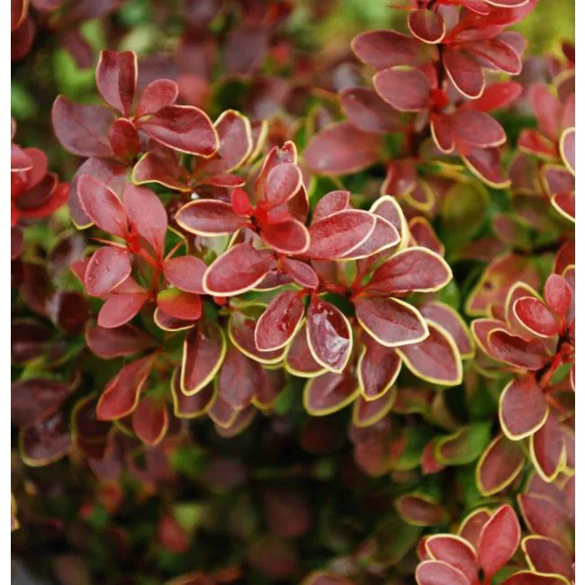 Berberis thunbergi Golden Ring