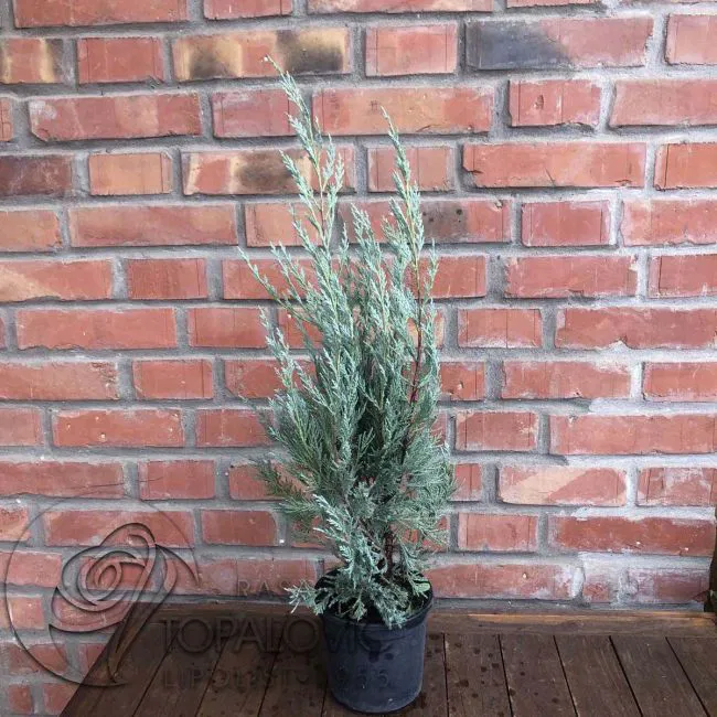 Juniperus scop. 'Moonglow' • P15 • 30/50 cm