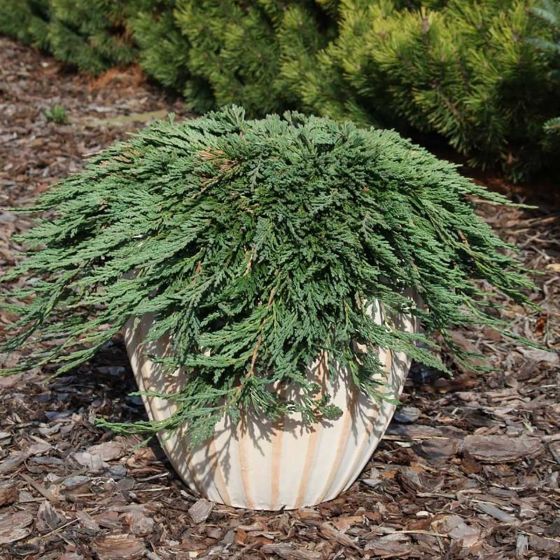 Juniperus hor. 'Pancake' • P15 • 30/50 cm