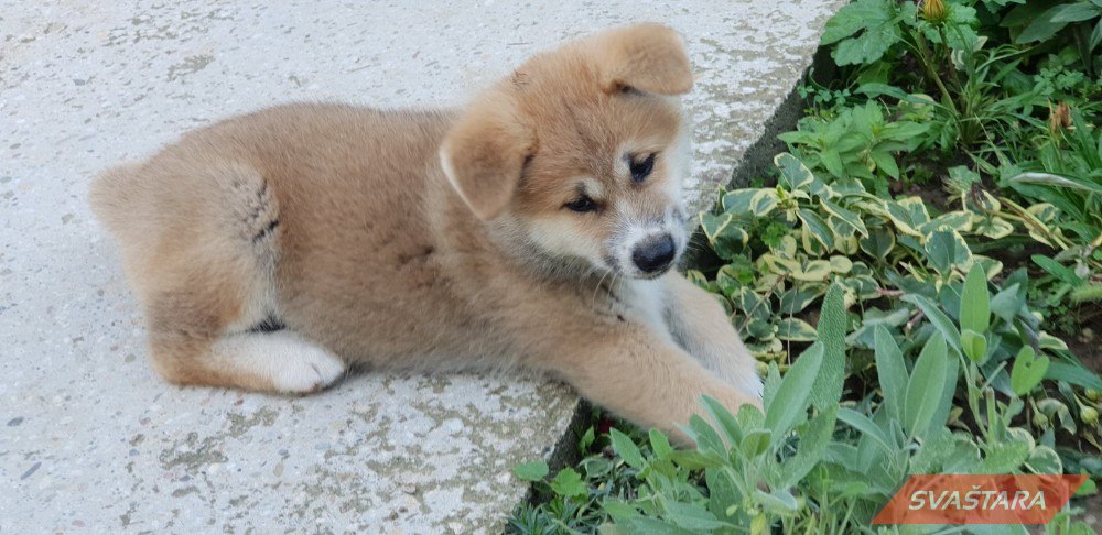 Japanska Akita Inu