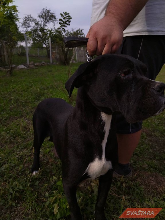 cane corso