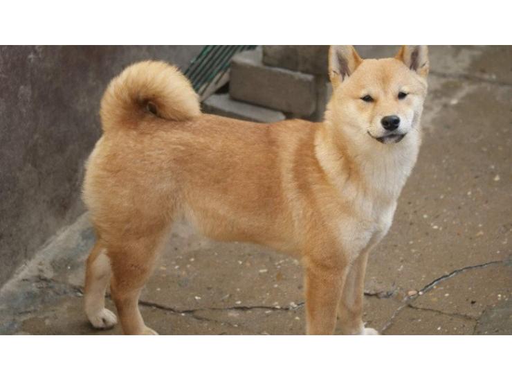 Shiba inu