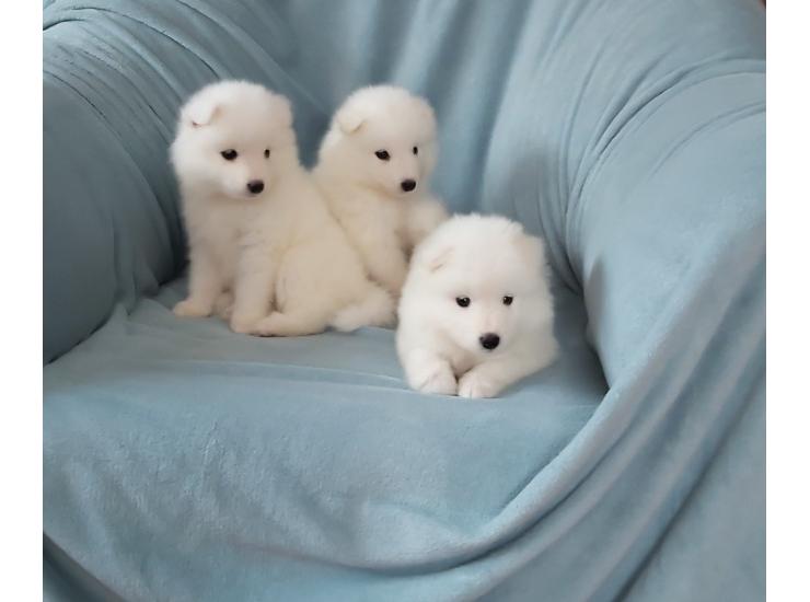 Samojed stenad