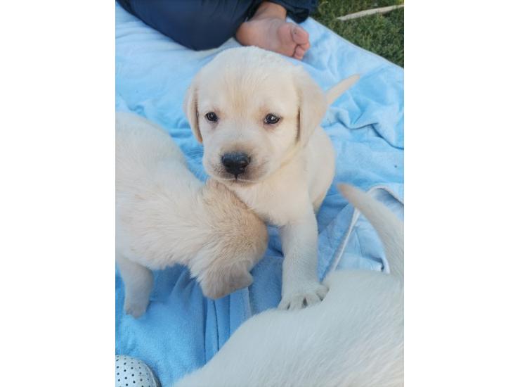 Labrador retrivera