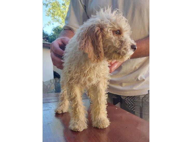 Lagotto Romagnolo vrhunski stenci