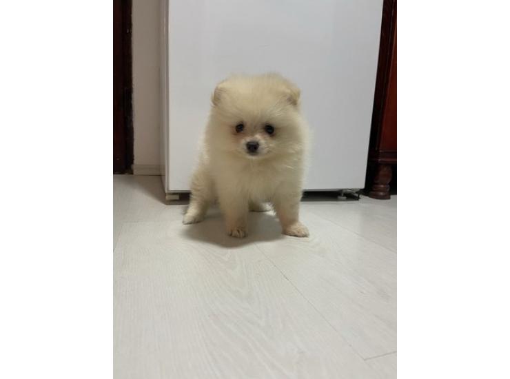 Pomeranac Boo