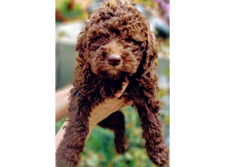Stenci Lagotto Romagnolo