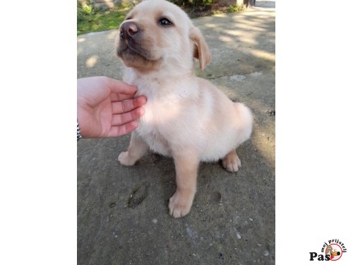 Labrador retriver