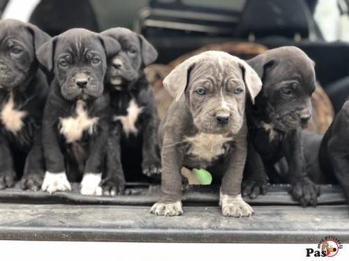 Cane Corso