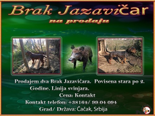 Jazavičar oštrodlaki - Dachshund