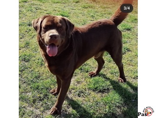 Labrador retriver