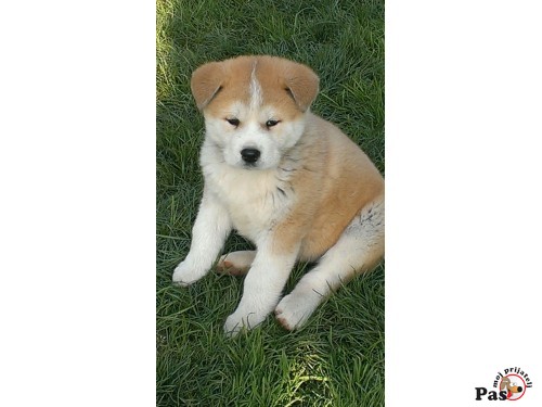 Akita Inu