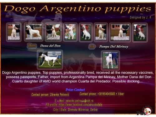 Dogo argentino