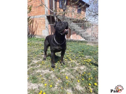 Cane Corso