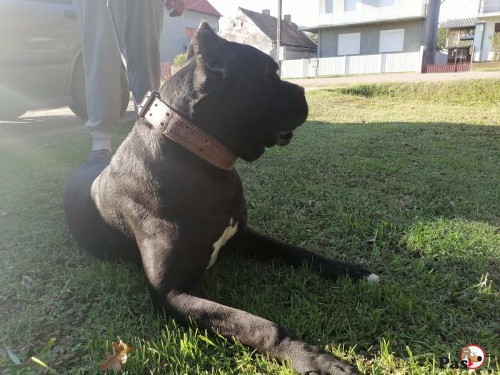 Cane Corso