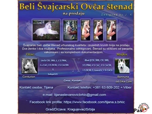 Beli švajcarski ovčar