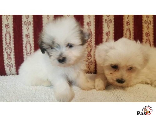 Coton de tulear - Tulearski pas