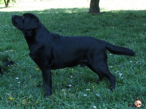 Labrador retriver