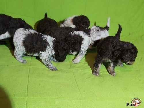 Lagotto romagnolo