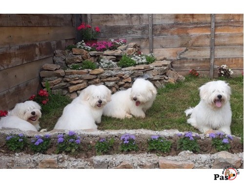 Coton de tulear - Tulearski pas