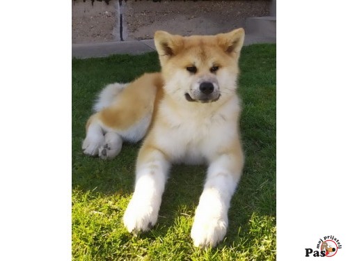 Akita Inu