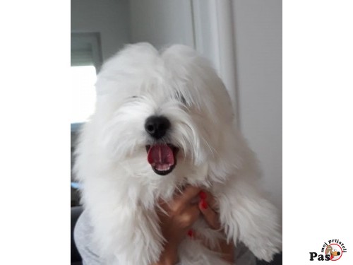 Coton de tulear - Tulearski pas