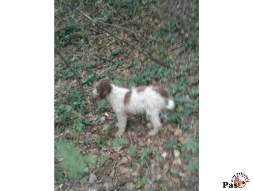 Lagotto romagnolo