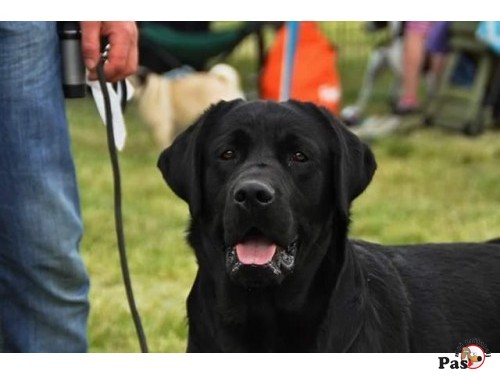 Labrador retriver