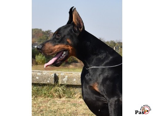 Doberman