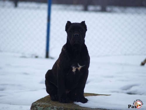 Cane Corso