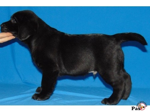 Labrador retriver