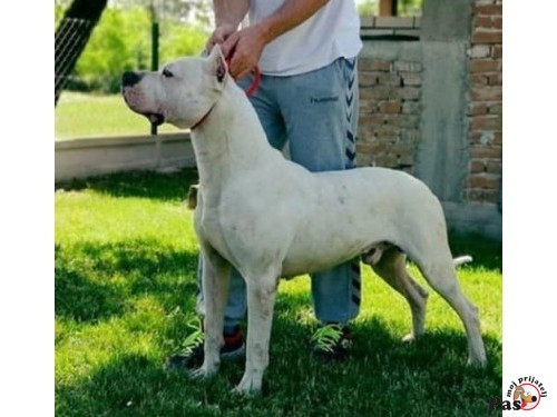 Dogo argentino