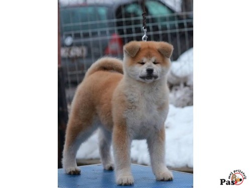 Akita Inu