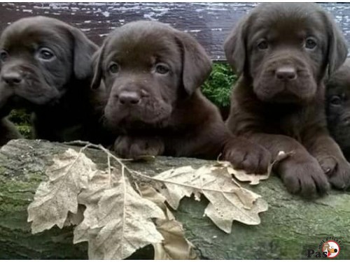 Labrador retriver