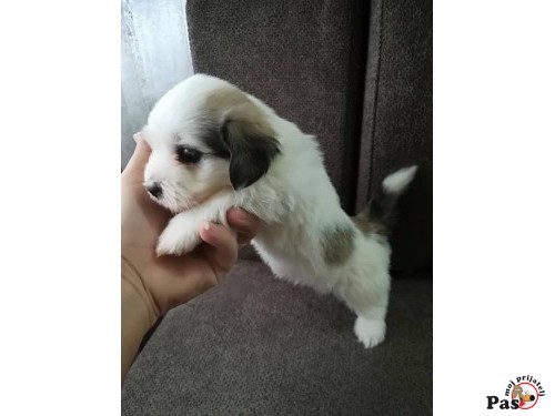 Coton de tulear - Tulearski pas