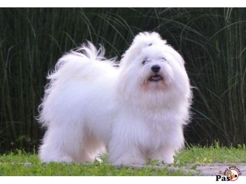 Coton de tulear - Tulearski pas