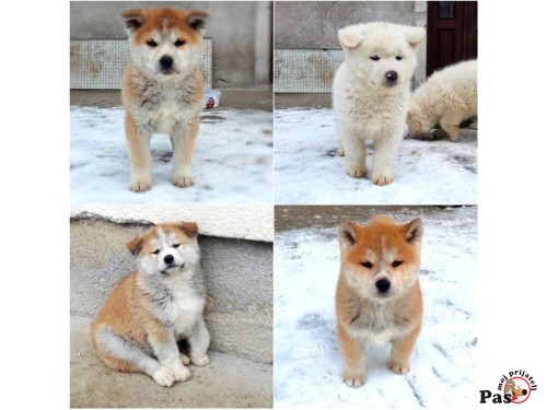 Akita Inu