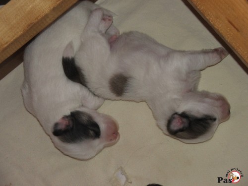 Coton de tulear - Tulearski pas