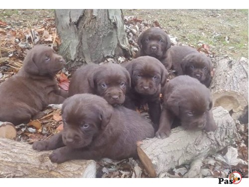 Labrador retriver