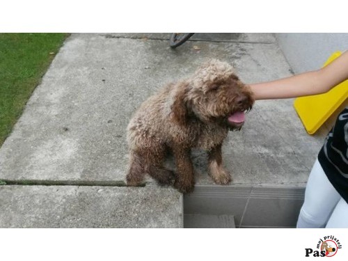 Lagotto romagnolo