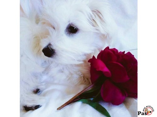 Coton de tulear - Tulearski pas