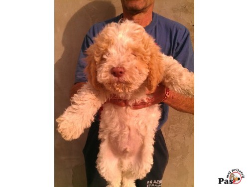 Lagotto romagnolo