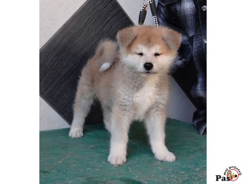 Akita Inu