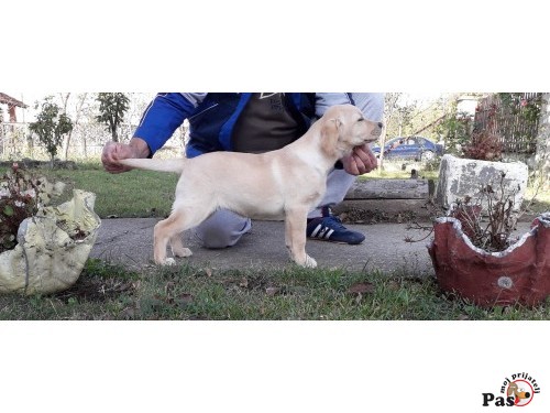 Labrador retriver