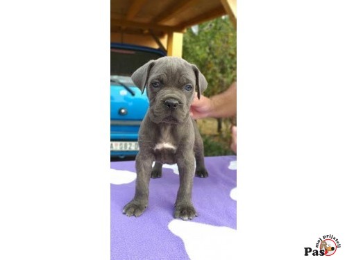 Cane Corso