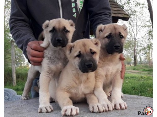 Kangal