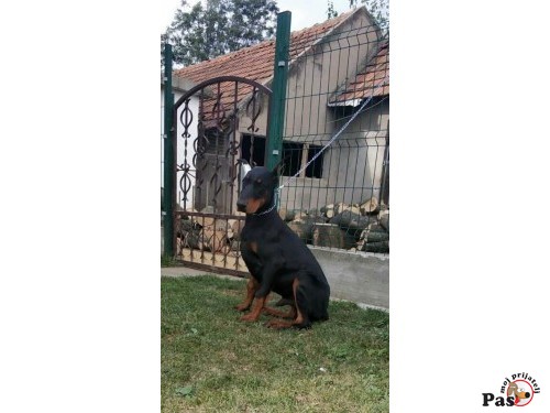 Doberman